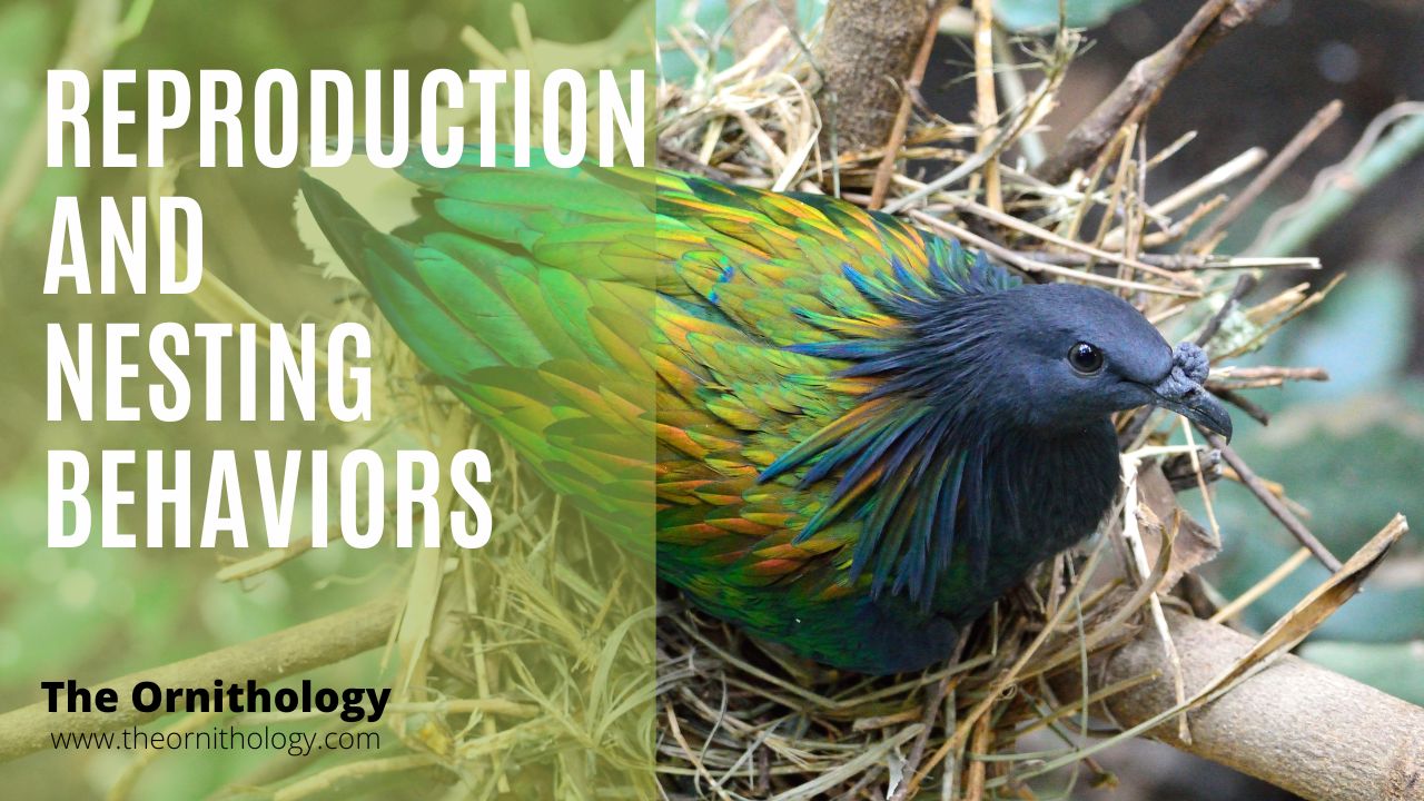 Reproduction and Nest - The Ornithology