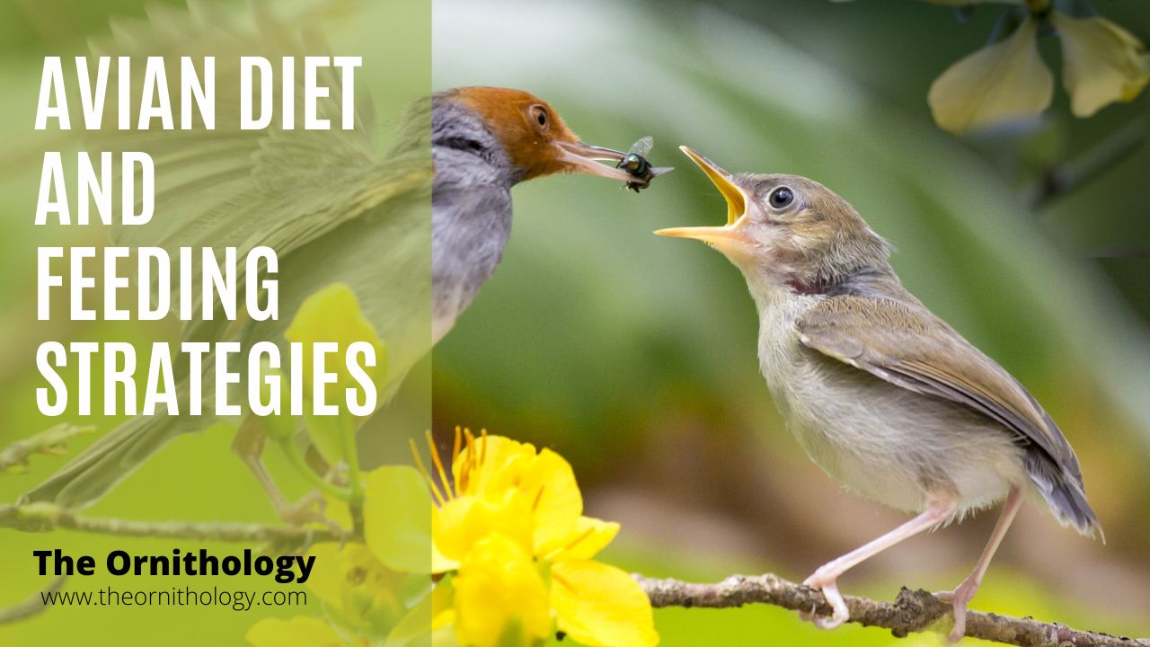 Bird Feeding Strategies - The Ornithology