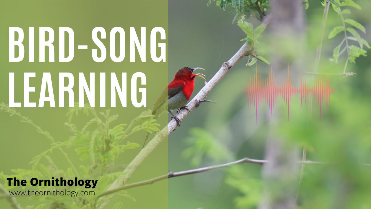 Case Studies in Bird Behavior - The Ornithology