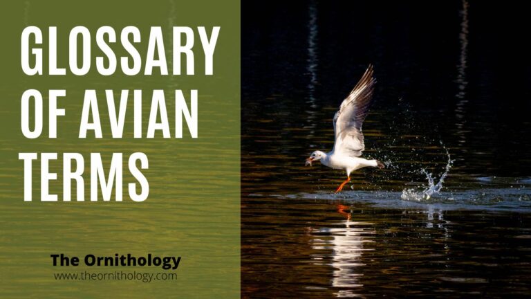 Glossary of Avian Terms - The Ornithology