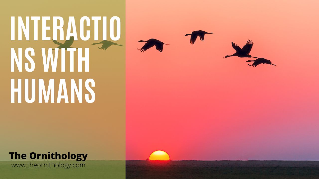 Interactions with Humans - The Ornithology