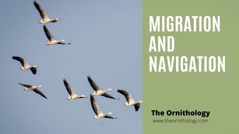 Bird Migration - The Ornithology