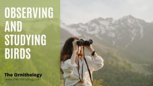 Observing and Studying Birds - The Ornithology