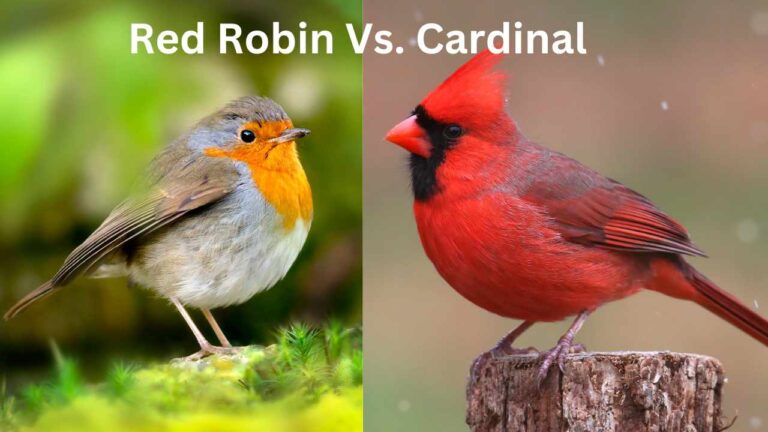 Red Robin Bird - The Ornithology